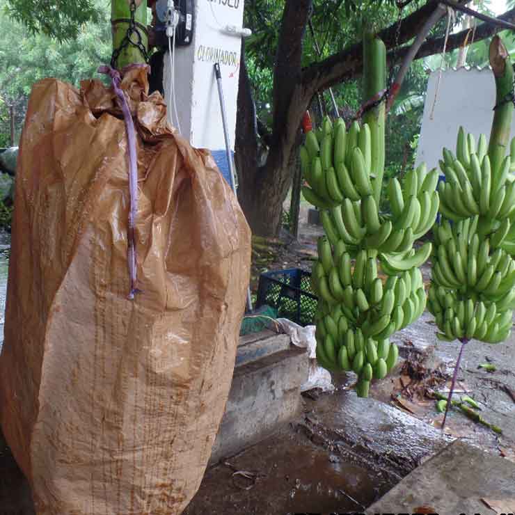 BanaBag® | The sustainable solution for bagging banana plants